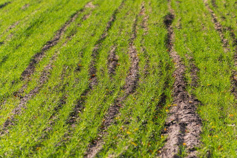 Rows of Fresh Green Grass Across a Field Stock Photo - Image of growth ...