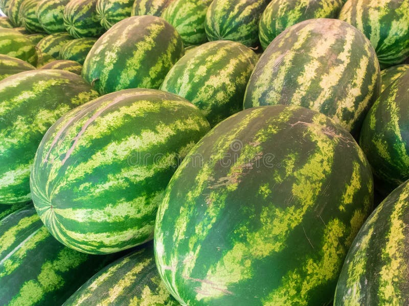 Rows of Fresh Green Striped Watermelons Piled on the Market Counter ...
