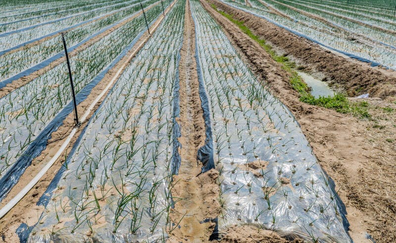 Rows of Freshly Planted Spring Onions Stock Image - Image of plant ...