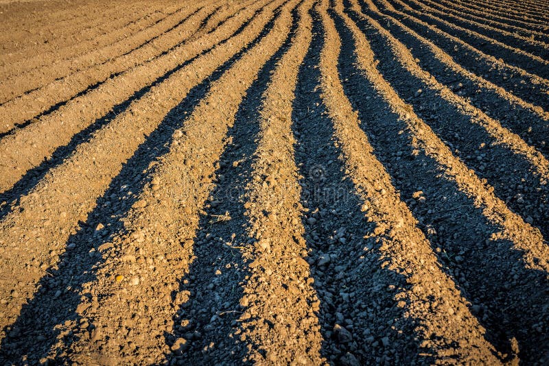 Rows of Freshly Plowed Field in Sunlight Stock Image - Image of season ...