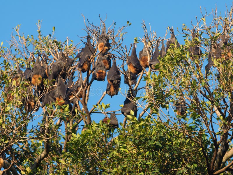 Rows of Fruit Bats Hanging from Tree Stock Photo - Image of blue, tree ...