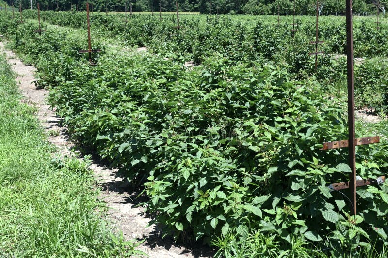 Raspberry Brambles stock image. Image of ripe, healthy - 222215609