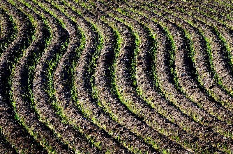 Rows of Furrows in Field stock image. Image of grow, growing - 70193297