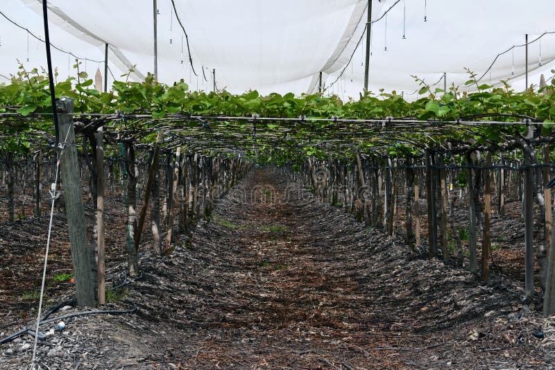 Grape Trees Grow in a Greenhouse. Agricultural Cultivation of ...