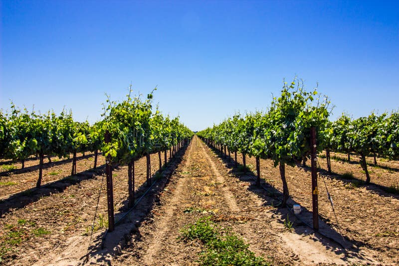 Rows of Grape Vine Stakes stock photo. Image of grapevines - 117464806