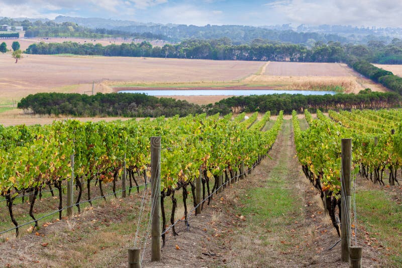 Vines Going Up The Hill In A Vineyard Near Estremoz Stock Image - Image ...