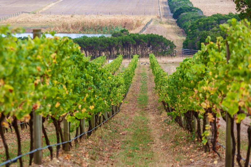 Rows of Grape Vines Going Down the Hill Stock Photo - Image of ...