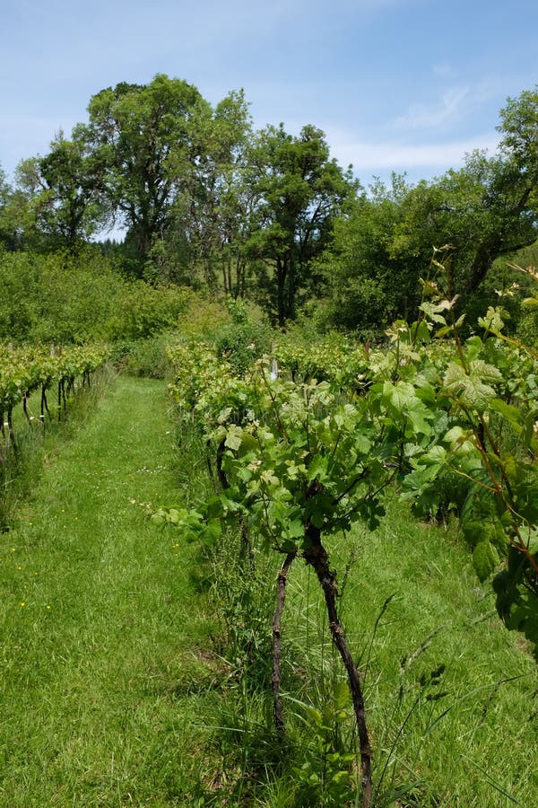 Rows of Grape Vines at Harris Bridge Vineyard in Oregon Editorial Photo ...