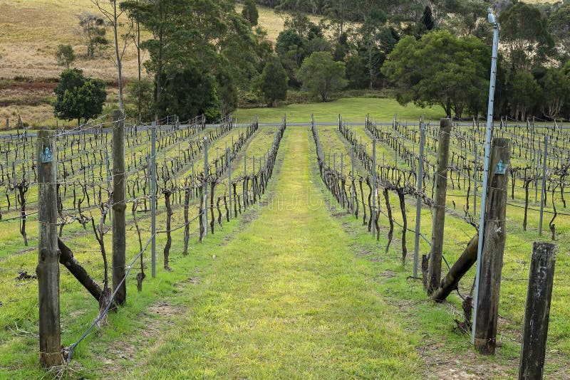 Rows of Grape Vines Planted in a Vineyard - Viticulture Stock Photo ...