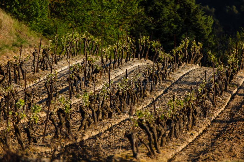 Rows of Grape Vines on a Rolling Hillside Stock Photo - Image of ...