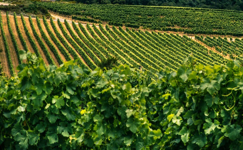 Rows of grape vines stock photo. Image of pruning, rows - 48126168