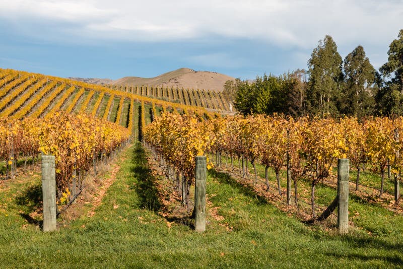 Rows of Grapevine in Autumn Vineyards Stock Image - Image of clouds ...