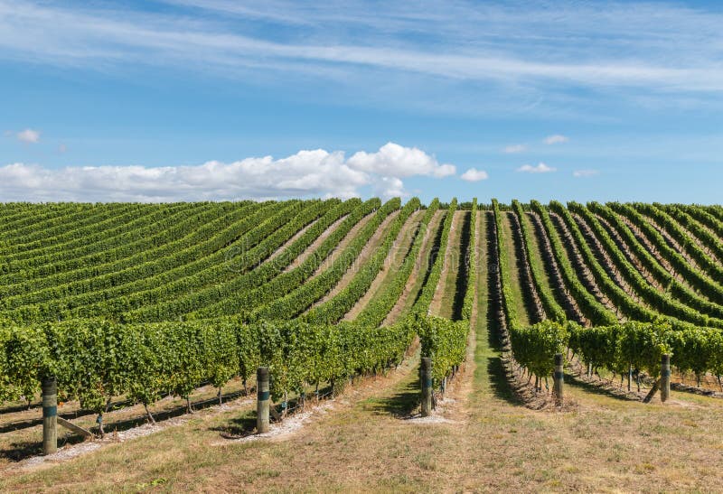 Rows of Grapevine in Vineyard Stock Image - Image of hill, rural: 86004623