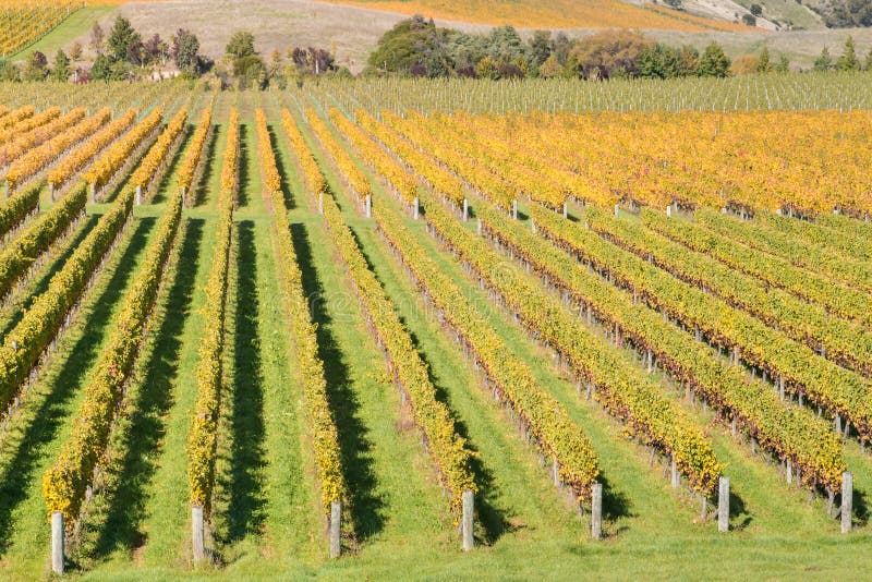 Rows of Grapevine in Vineyard after Harvest Stock Image - Image of ...