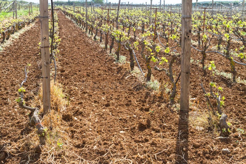 Grapevines in Spring stock photo. Image of field, growing - 38336466