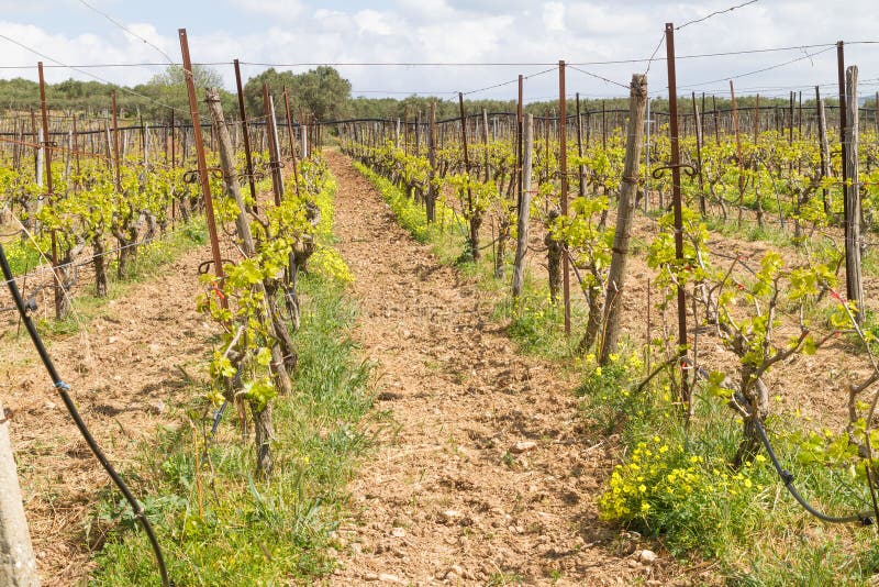 Grapevines in Spring stock photo. Image of field, growing - 38336466