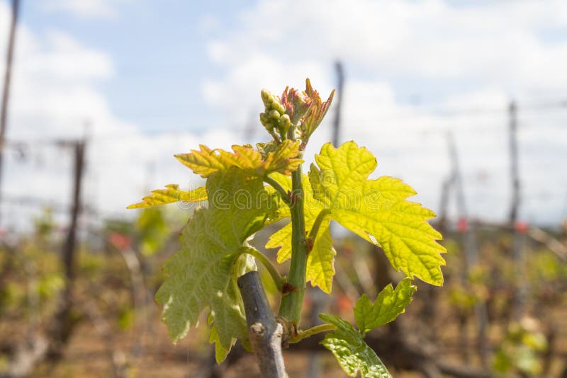 Grapevines in Spring stock photo. Image of field, growing - 38336466