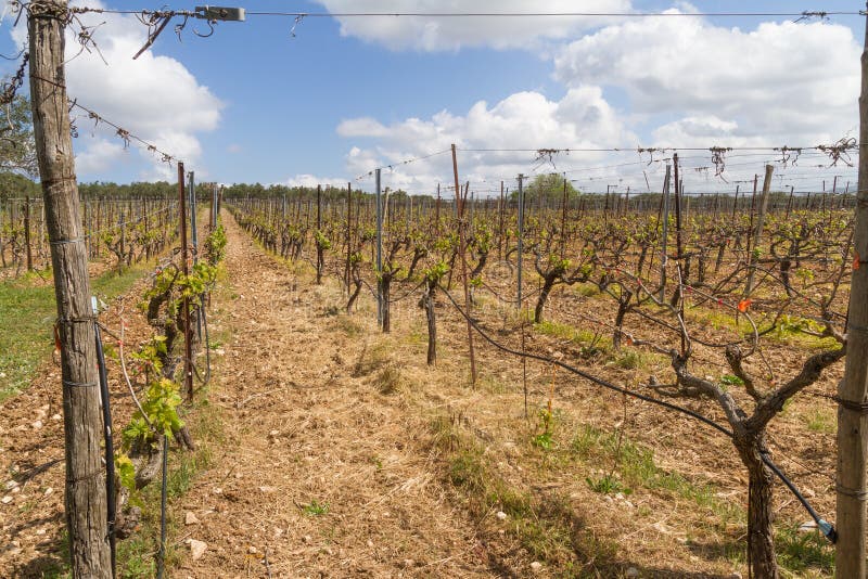 Rows of Grapevines in Spring Time with Young Grape Stock Image - Image ...