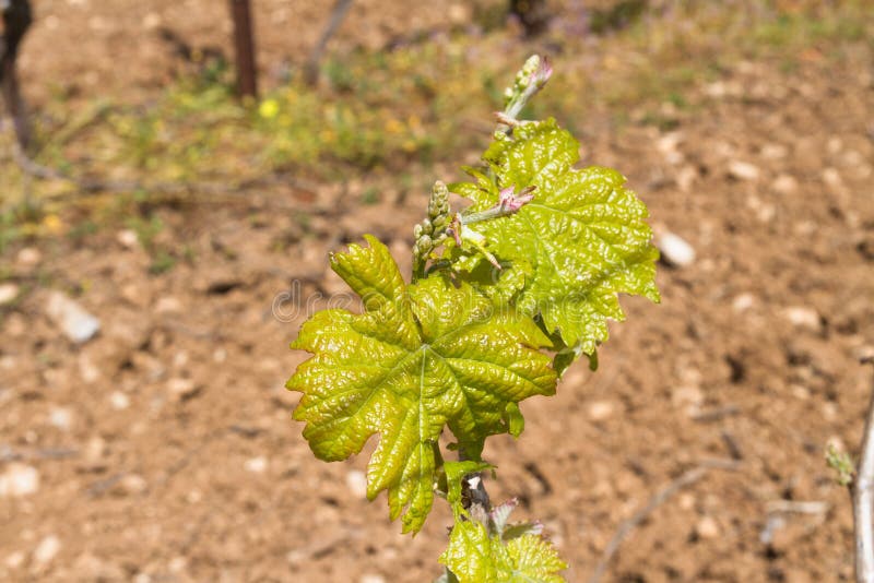 Grapevines in Spring stock photo. Image of field, growing - 38336466