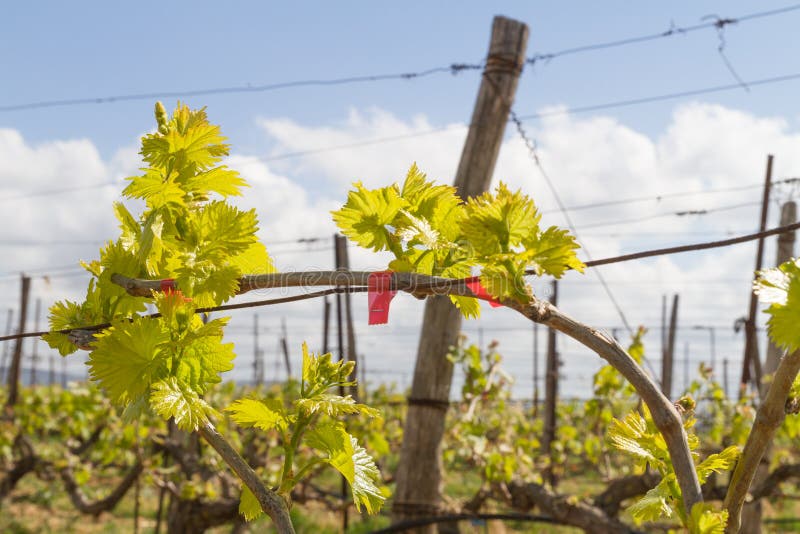 Grapevines in Spring stock photo. Image of field, growing - 38336466
