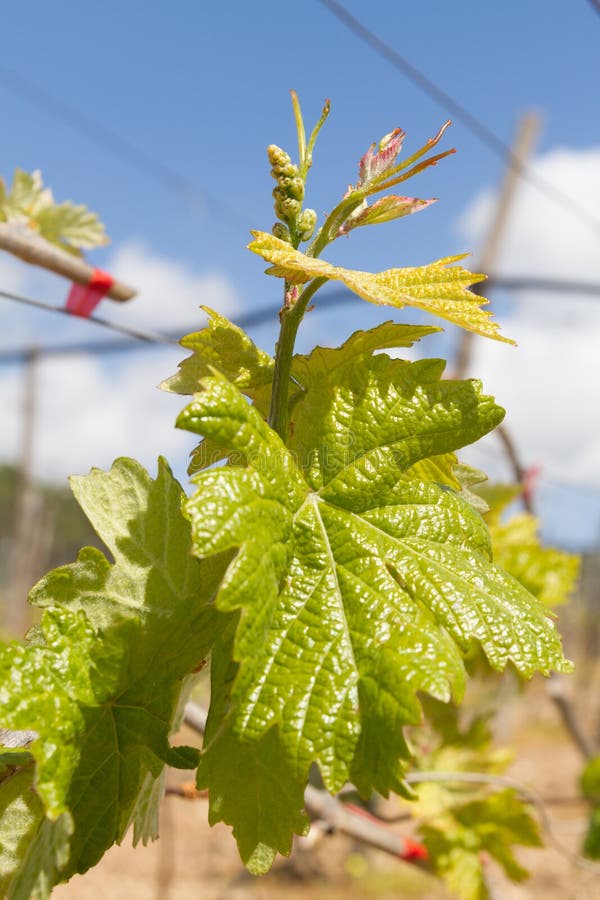 Rows of Grapevines in Spring Time with Young Grape Stock Image - Image ...