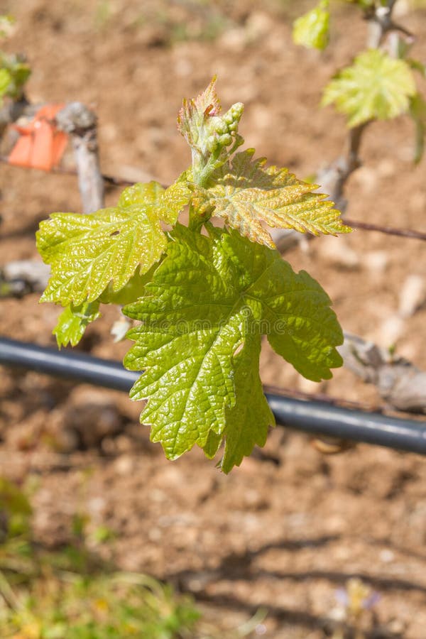 Rows of Grapevines in Spring Time with Young Grape Stock Image - Image ...