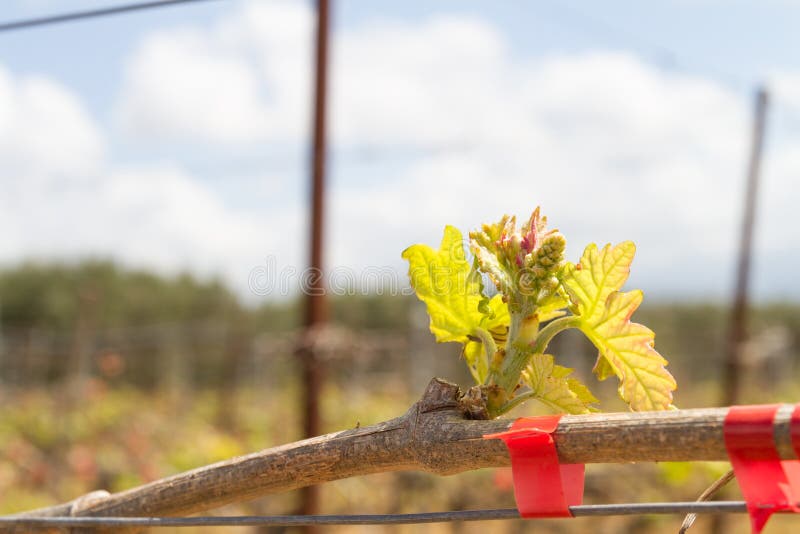 Grapevines in Spring stock photo. Image of field, growing - 38336466
