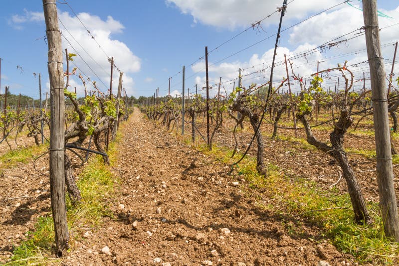 Grapevines in Spring stock photo. Image of field, growing - 38336466