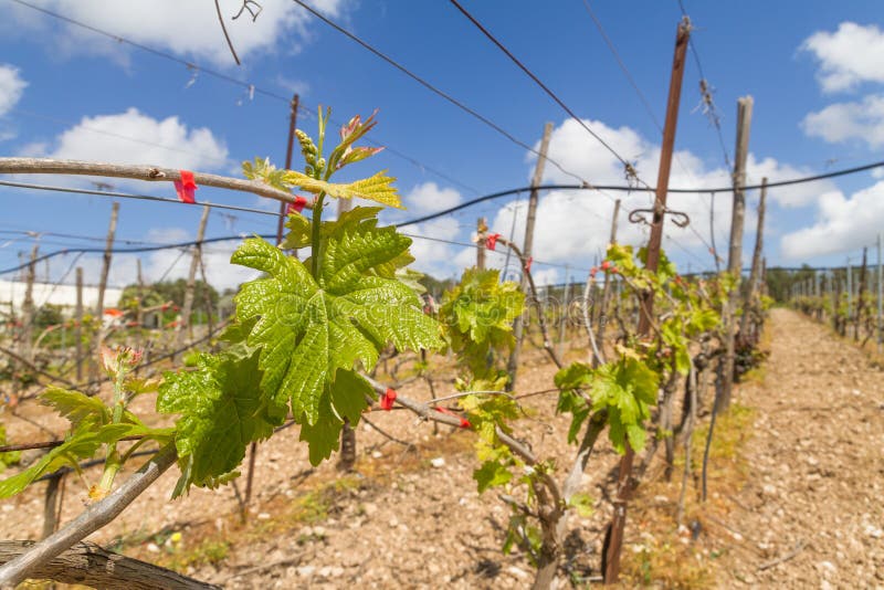 Grapevines in Spring stock photo. Image of field, growing - 38336466