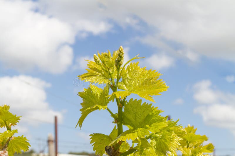 Grapevines in Spring stock photo. Image of field, growing - 38336466