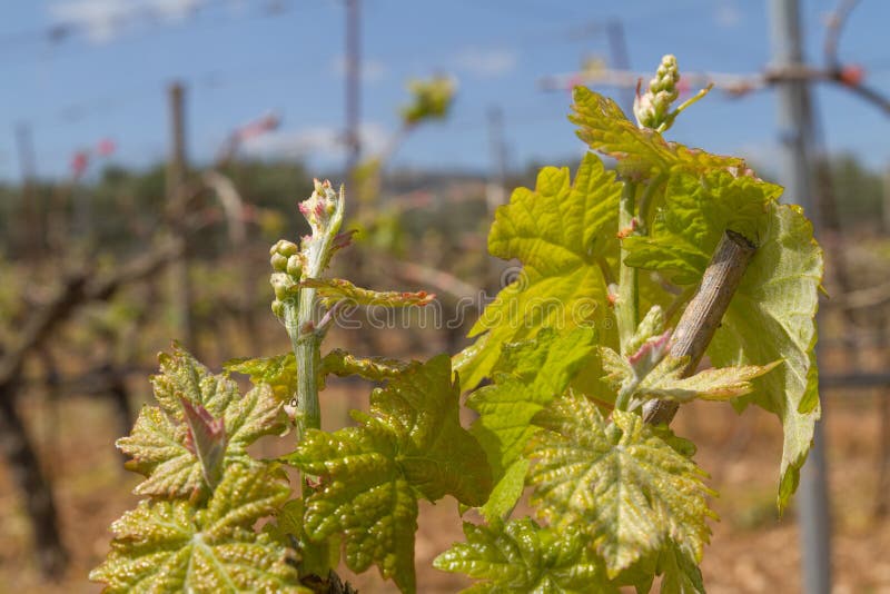 Grapevines in Spring stock photo. Image of field, growing - 38336466