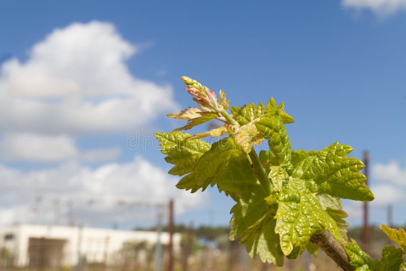 Grapevines in Spring stock photo. Image of field, growing - 38336466