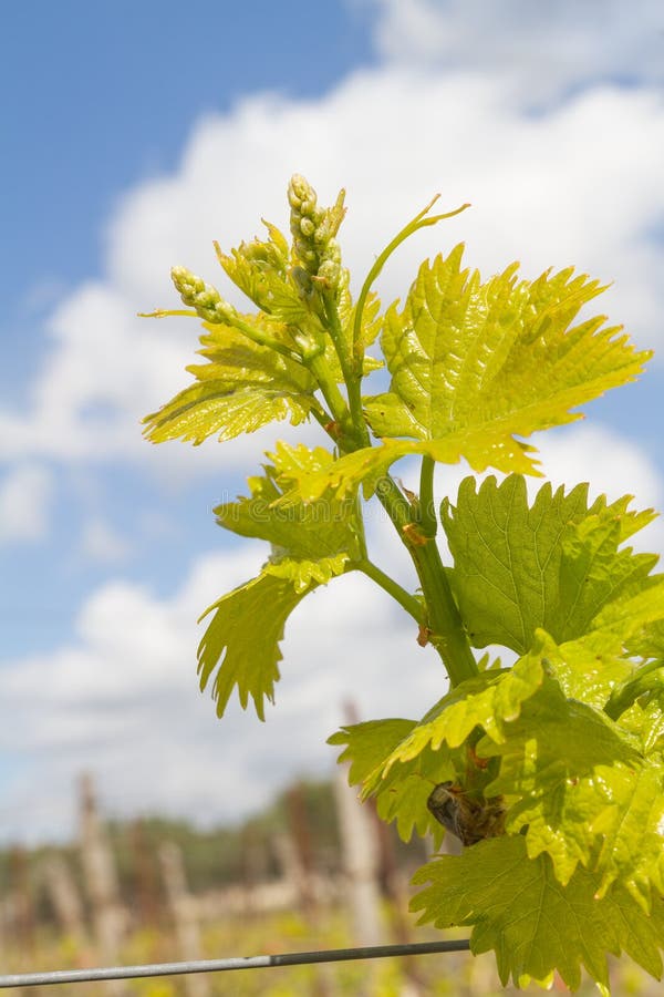 Grapevines in Spring stock photo. Image of field, growing - 38336466