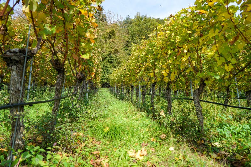 Rows of Grapevines in a Vineyard in Yellow and Green Colors Stock Photo ...