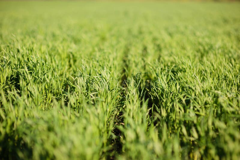 Rows of Grass stock image. Image of abstract, angle, springtime - 70553233