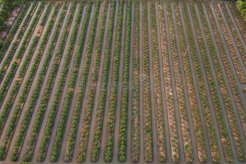 Rows of green, Aerial view stock photo. Image of freedom - 137595258