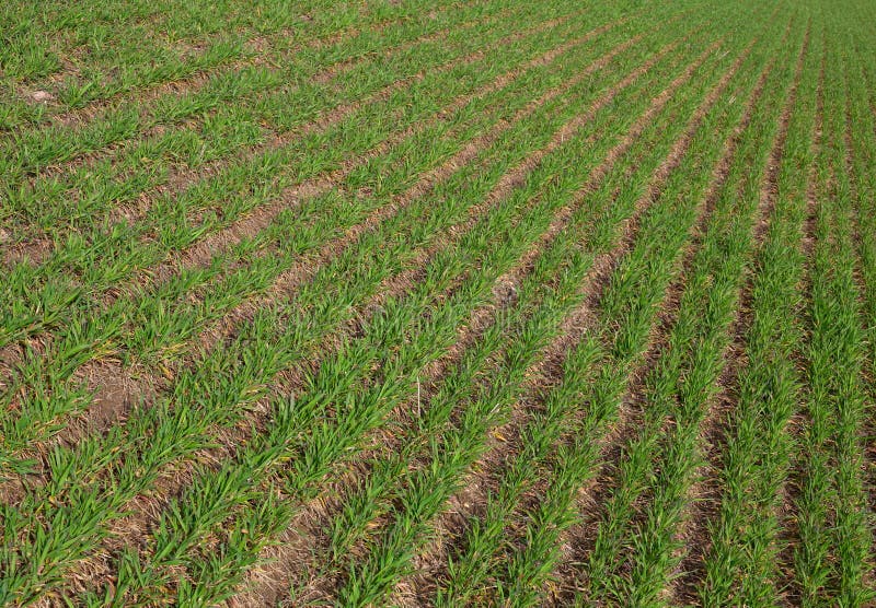 Rows of Green Agriculture Fields Fresh Sprouts New Grass Growing Stock ...