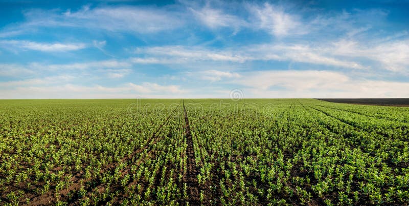 Green Bean Field in Spring. Legumes. Agriculture Panoramic View Stock ...