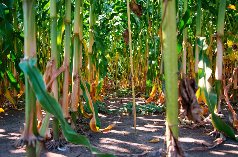 588 Inside Corn Field Stock Photos - Free & Royalty-Free Stock Photos ...