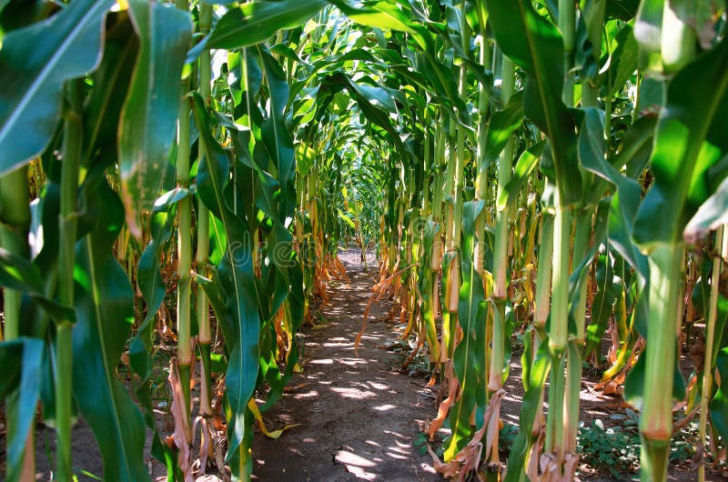 Rows of Green Corn in the Field. Corn Growth Stock Image - Image of ...