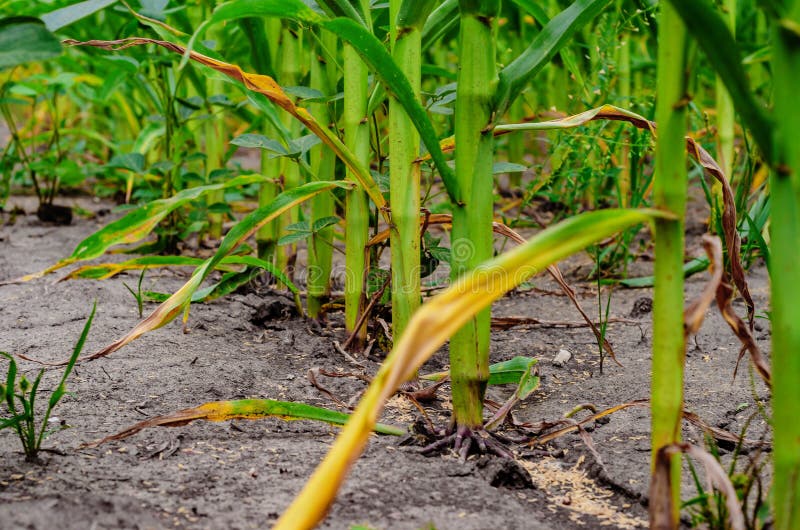 Rows of Green Corn in the Field. Corn Growth Stock Photo - Image of ...