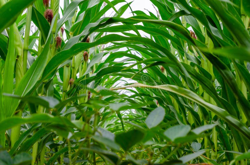 112 Inside Cornfield Corn Stock Photos - Free & Royalty-Free Stock ...