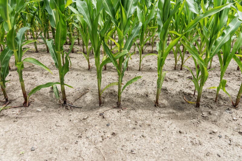 Rows of Corn Maize Growing in the Field Stock Image - Image of leaf ...
