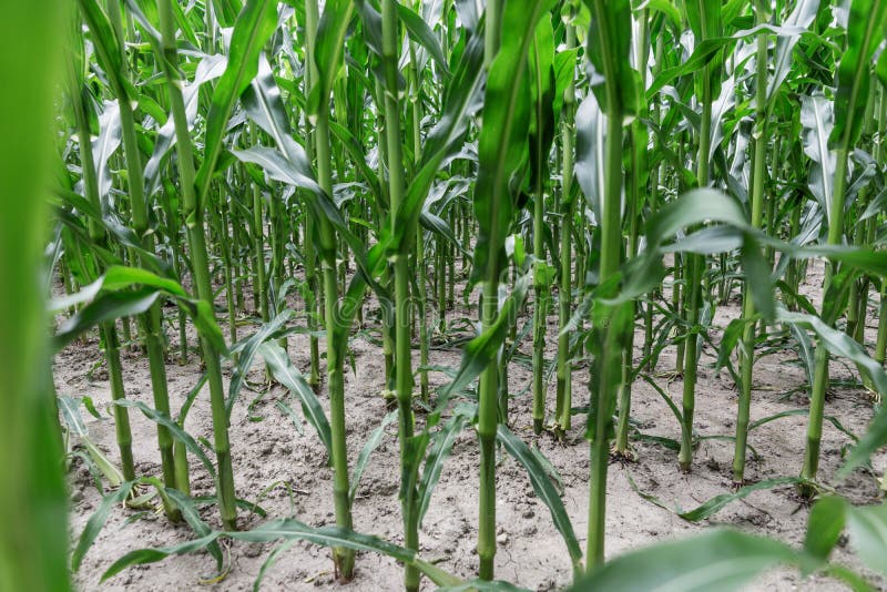 Rows of Corn Maize Growing in the Field Stock Photo - Image of organic ...