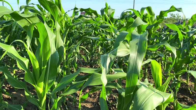 Rows of Green Corn To Feed Cattle. Approaching Shot: Rows of Stems ...