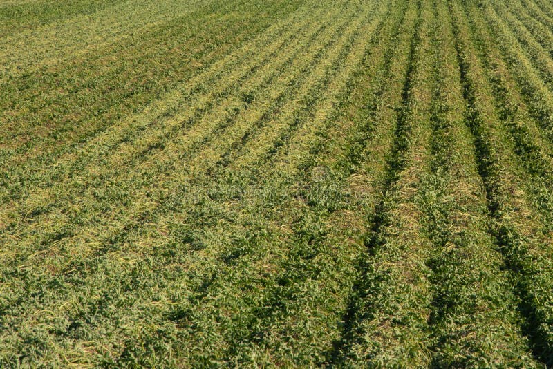 Rows of green crops stock photo. Image of crop, agriculture - 125875370