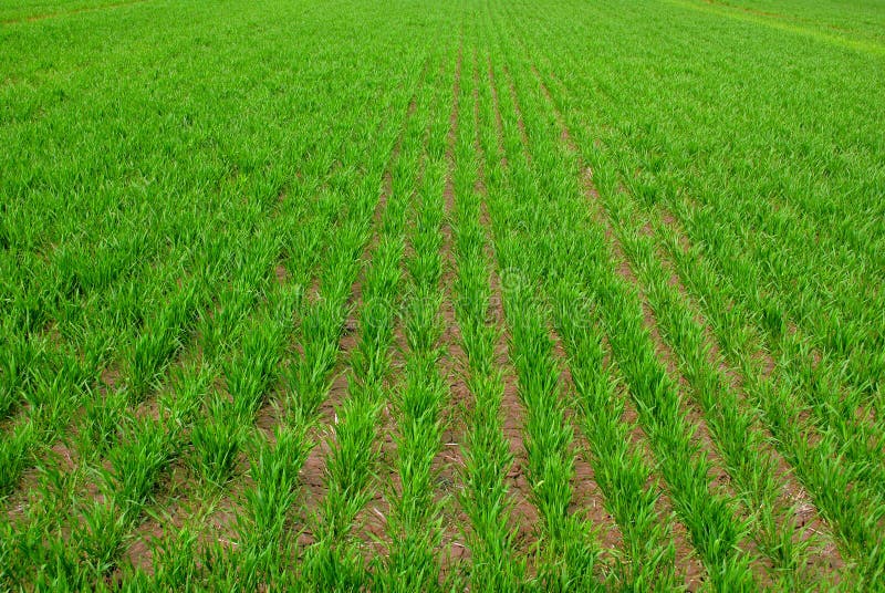 Rows of Green Crops Growing in Field Stock Photo - Image of land, back ...
