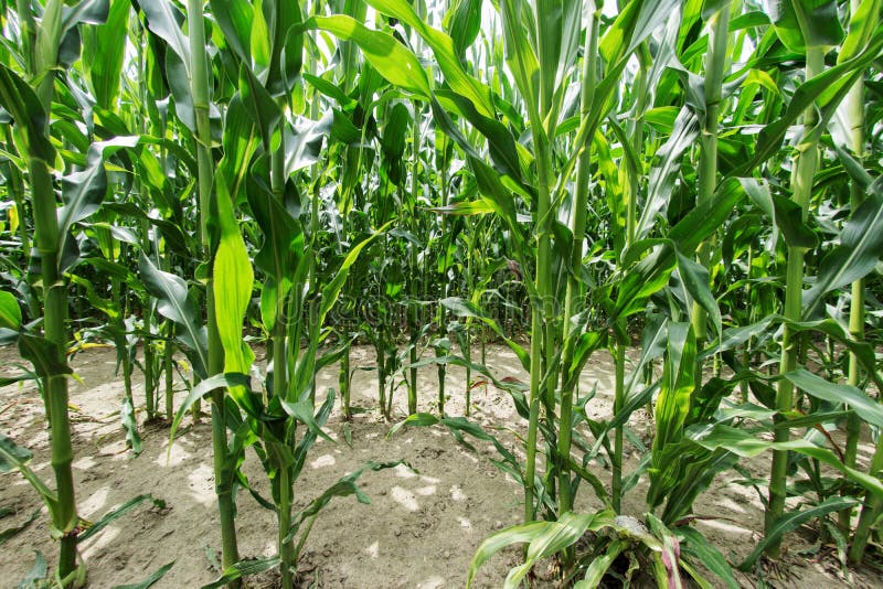 Rows of Maize Growing in the Field Stock Photo - Image of countryside ...