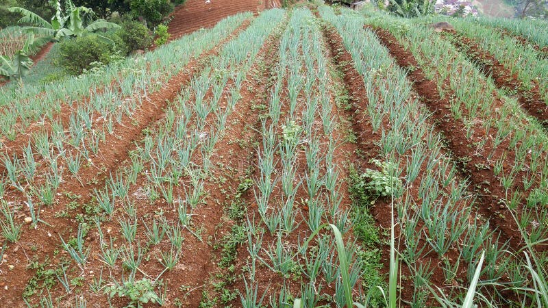 Rows of Green Onions on a Crumbly Brown Soil Field Stock Photo - Image ...