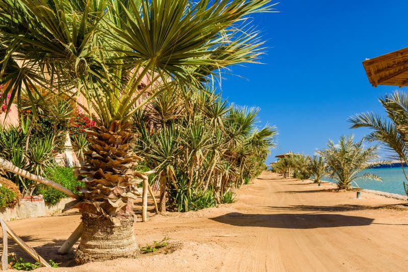 Rows of Green Palm Trees on Beach of the Red Sea Stock Photo - Image of ...